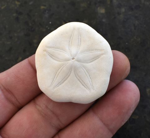 Mini Sand Dollar - 1 inch - Philippines - Sea Cookies OLYPEASTER OSHIN ...