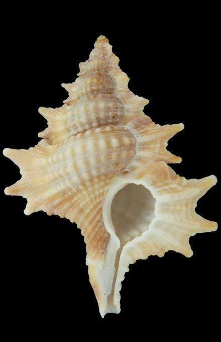 Ranellidae - Biplex Perca - 30 mm - Maple Leaf Shells - Triton Family ...
