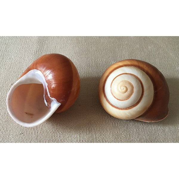 Helicostila Norris - 2 inches - HELICOSTYLA NORESIE - Philippines ...