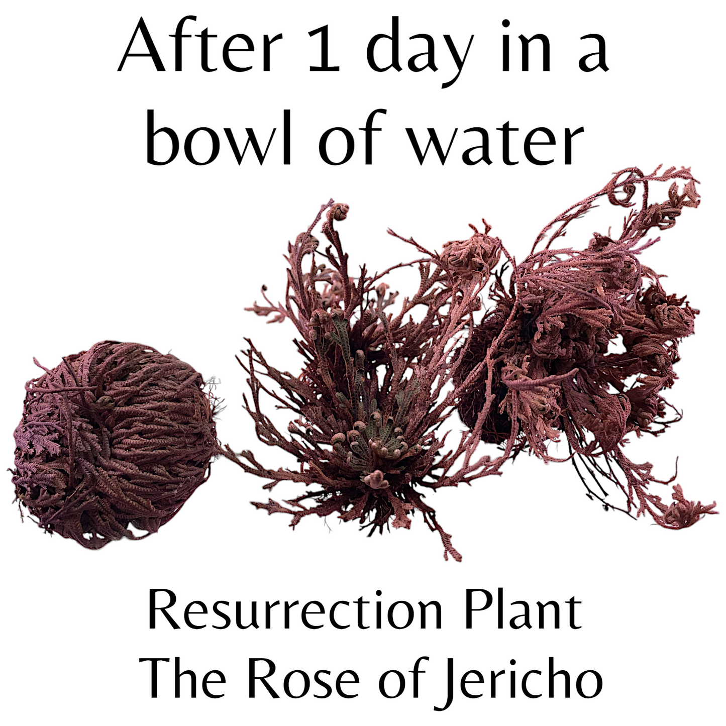 Resurrection Plant - Rose of Jericho - 1.5 inch + – ilovecrystalsandgems