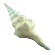 White Fusinus Undatus - 6 - 8 inch – ilovecrystalsandgems