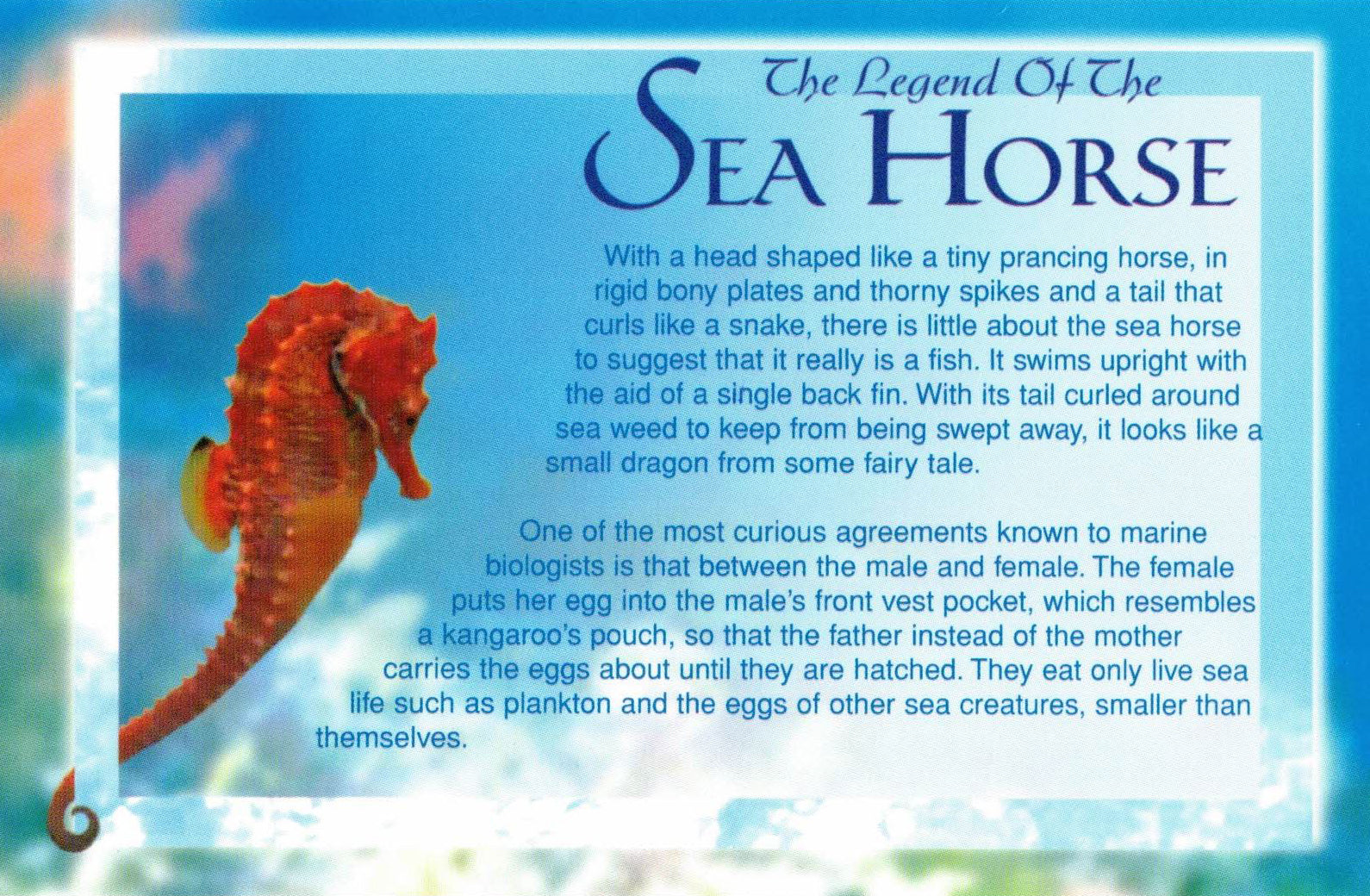 Postcard Only - Legend of The Seahorse – ilovecrystalsandgems