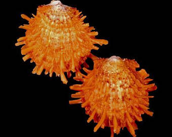 Spondylus Barbatus - 3 - 4 inches – ilovecrystalsandgems