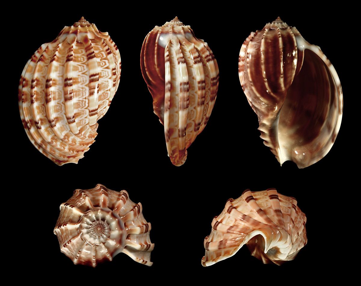 Harpa Articularis / Amouretta Shell Harpa Articularis 50-52mm opening ...