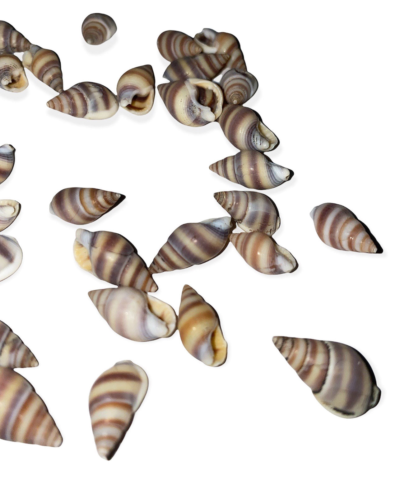 1 KG - Striped Brown Nassa Shell - .25 - .5 inch - China - NEW222 ...