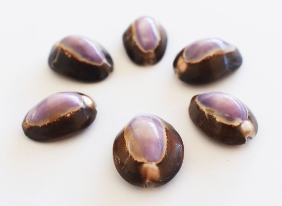 Purple Top Snakehead Cowry - Cypraea Caputserpentis - 1 inch ...