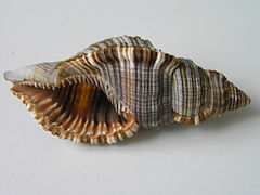 Cymatium Pileare Shells – ilovecrystalsandgems